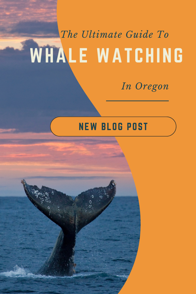 Oregon Coast: The Ultimate Guide To Whale Watching in Brookings, Orego ...